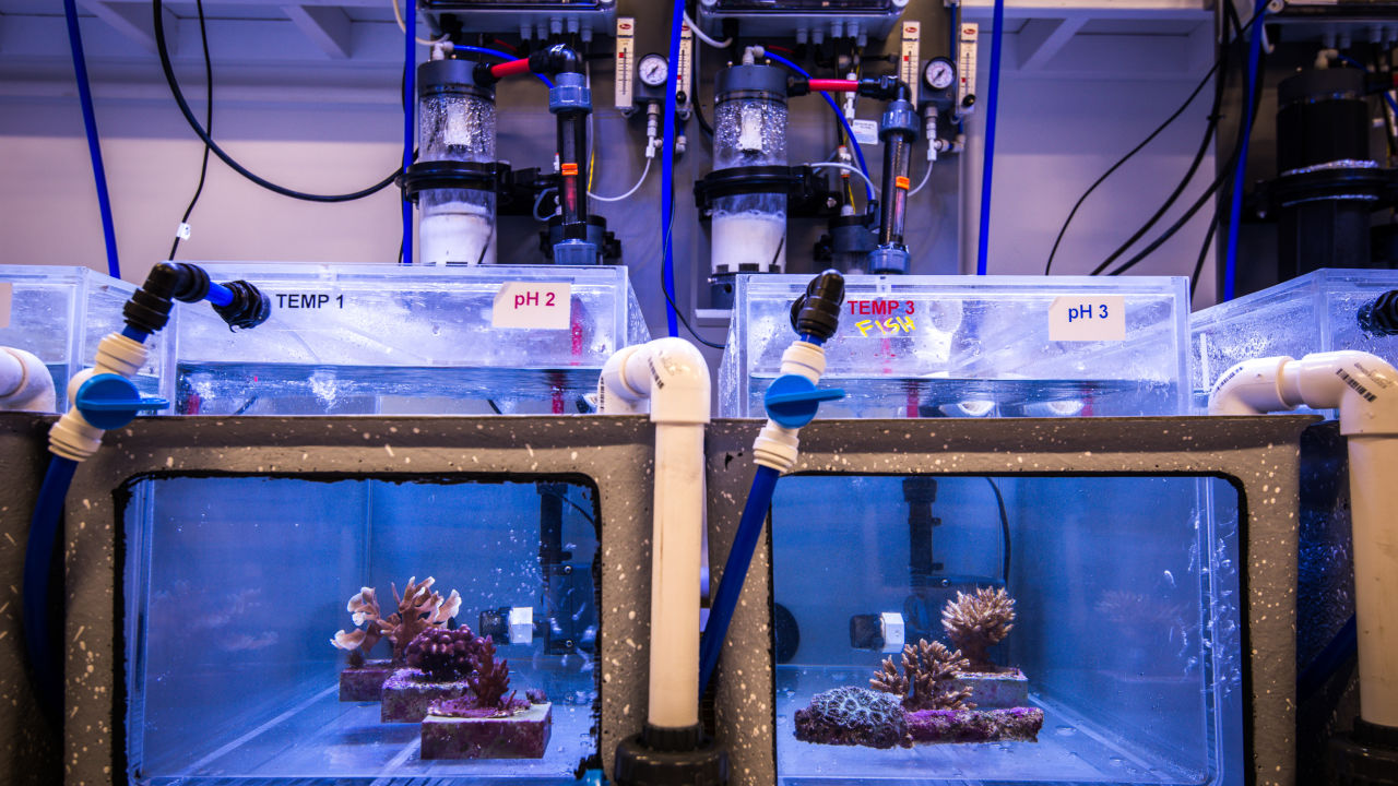 Could microscopic algae help coral reefs adapt to a warming ocean ...