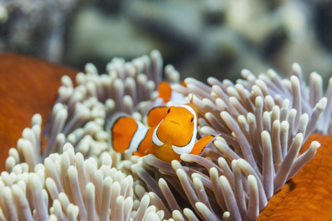 Clownfish Facts - Great Barrier Reef Foundation - Great Barrier Reef ... Clownfish Facts - Great Barrier Reef Foundation - Great Barrier Reef ...