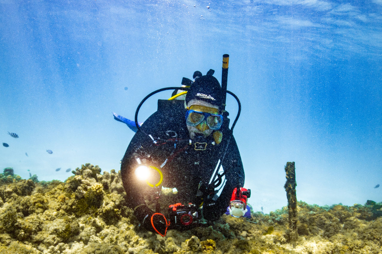 Coral IVF babies breed for first time ever on the Reef - Great Barrier ...