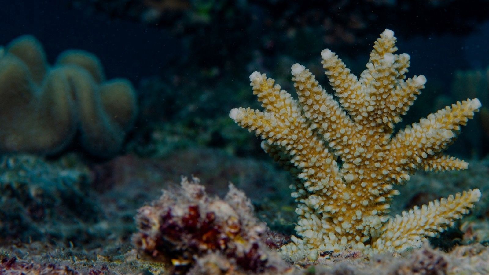 Great Barrier Reef Foundation - Great Barrier Reef Foundation