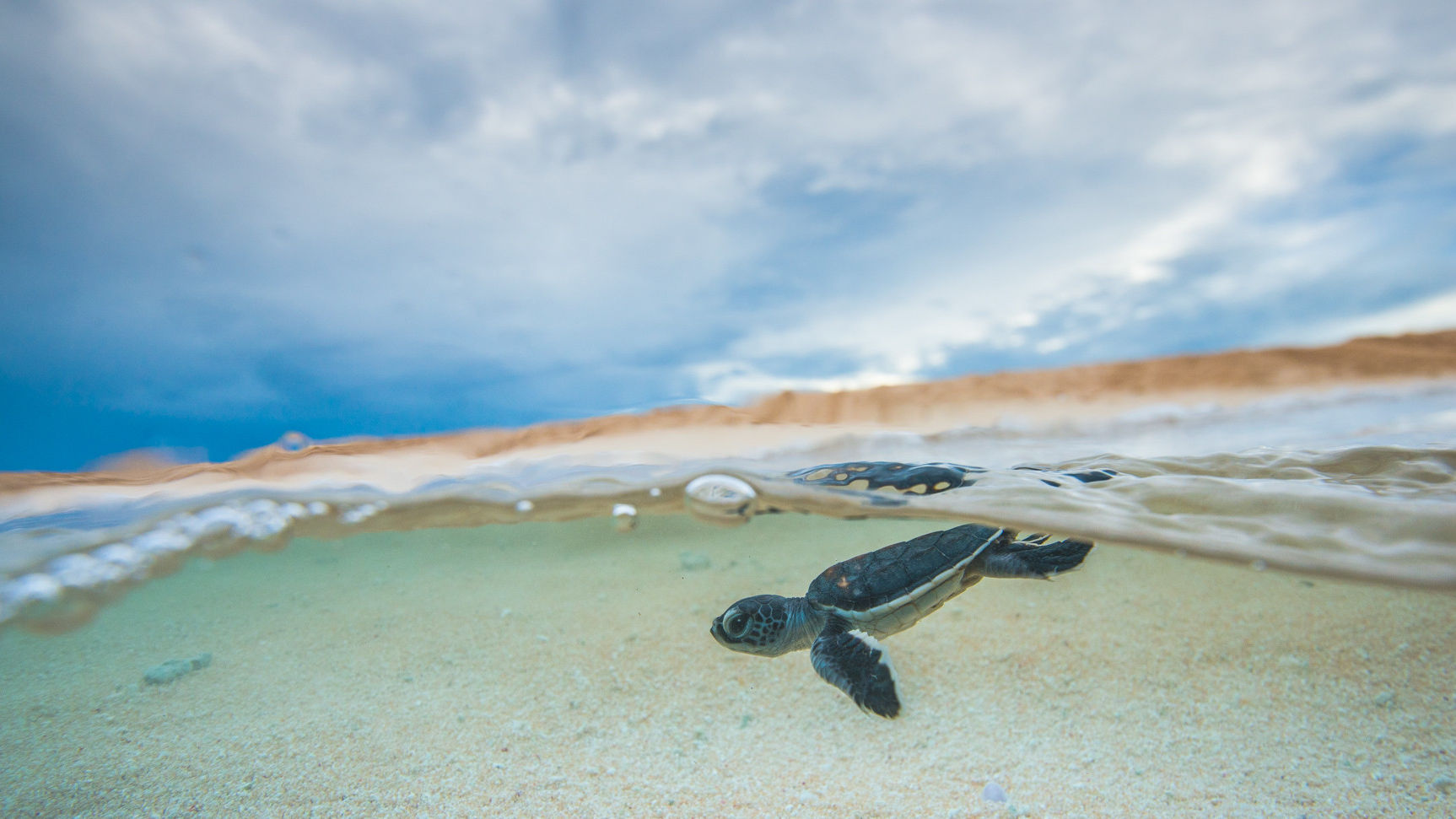 Great Barrier Reef Foundation - Great Barrier Reef Foundation