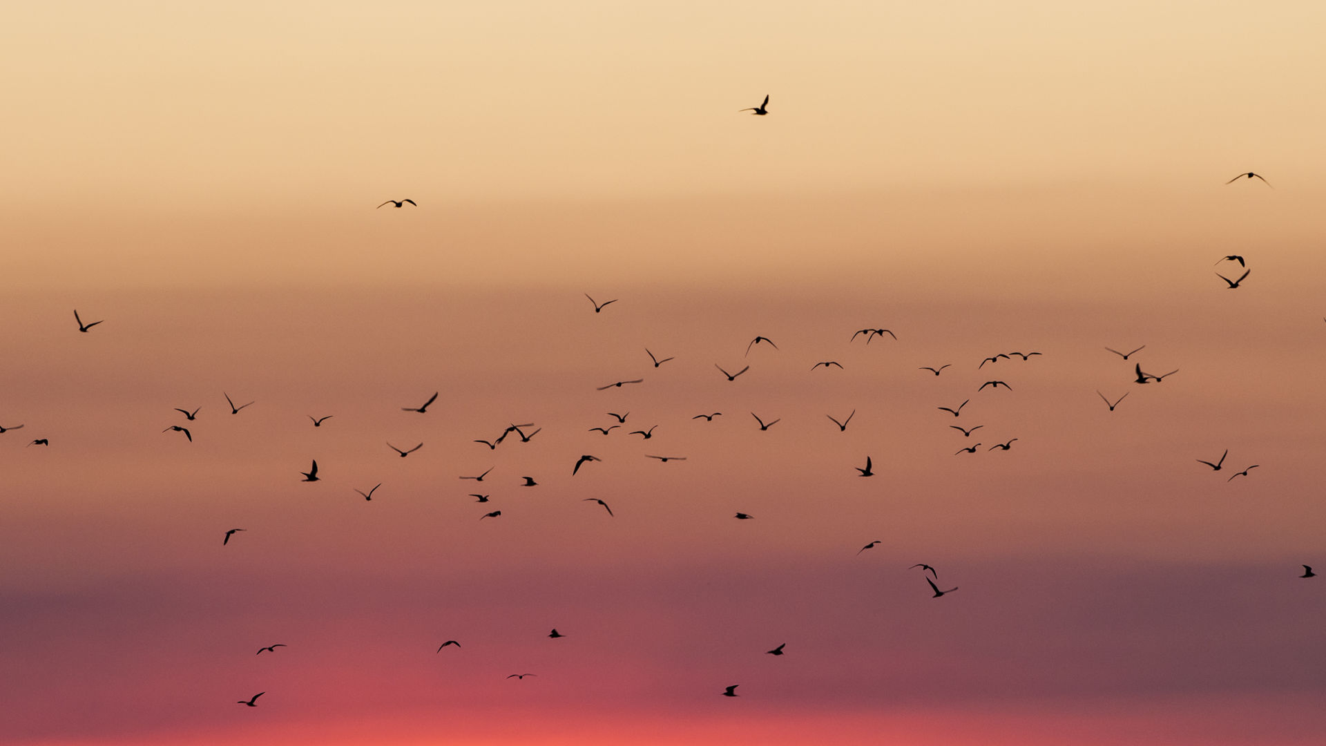 Resilient Reefs - Great Barrier Reef Foundation