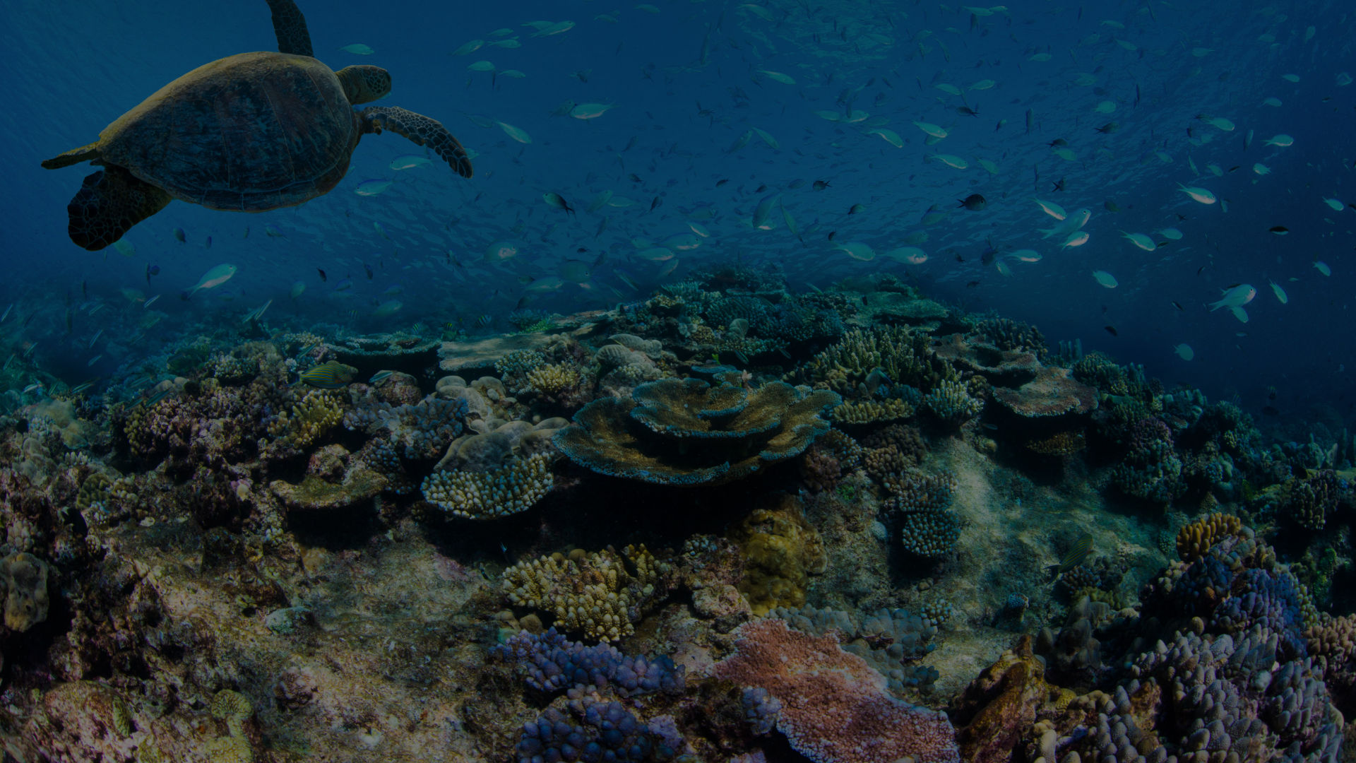 Say "I'm In" to help save the Great Barrier Reef - Great Barrier Reef ...