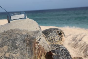 Raine Island Recovery Project - Great Barrier Reef Foundation - Great ...