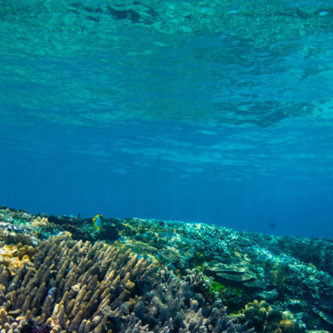 Resilient Reefs - Great Barrier Reef Foundation - Great Barrier Reef ...