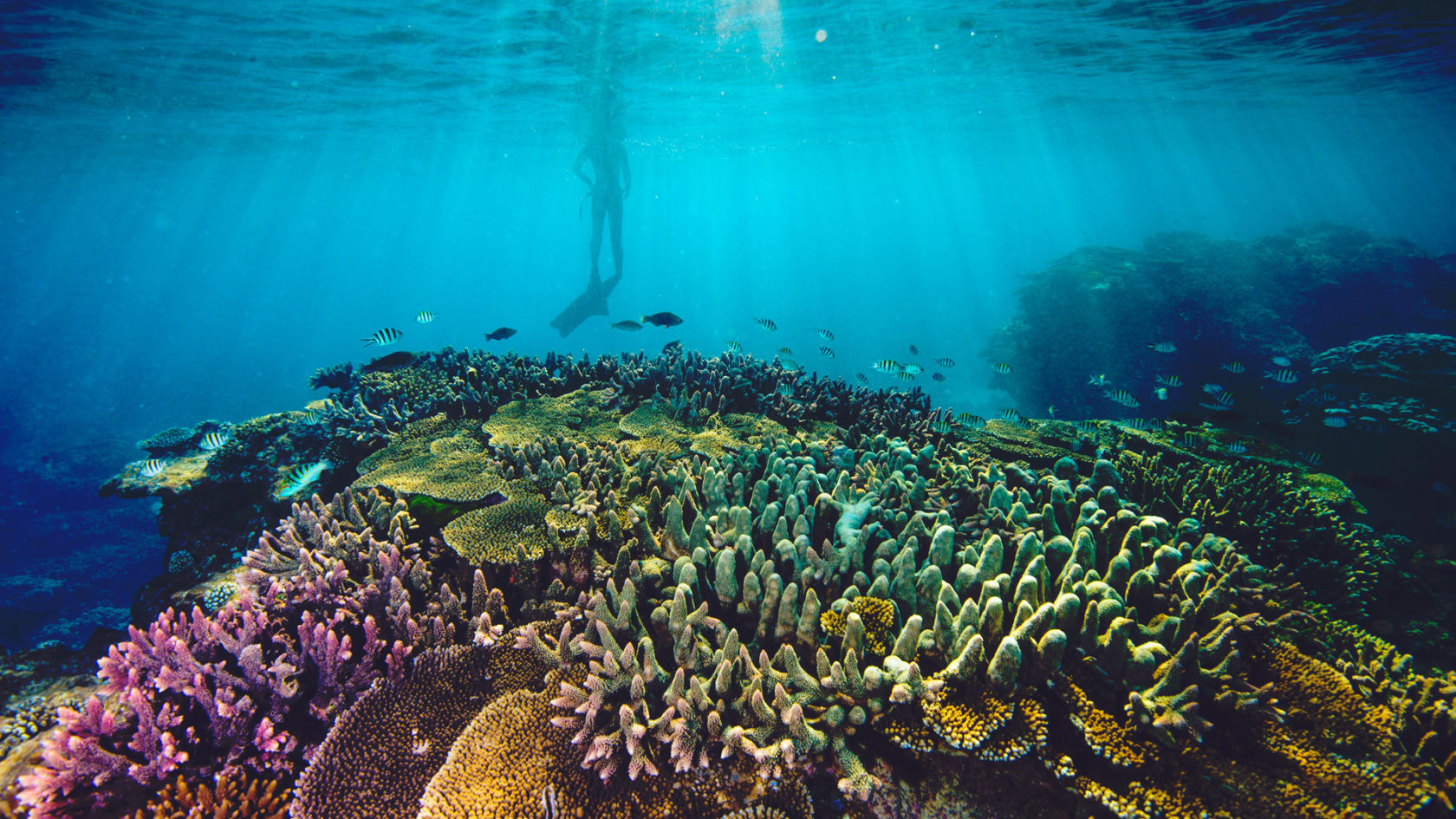 Impact - Great Barrier Reef Foundation