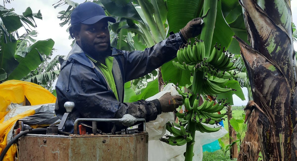 The GPS tech helping banana farmers protect the Reef - Great Barrier ...