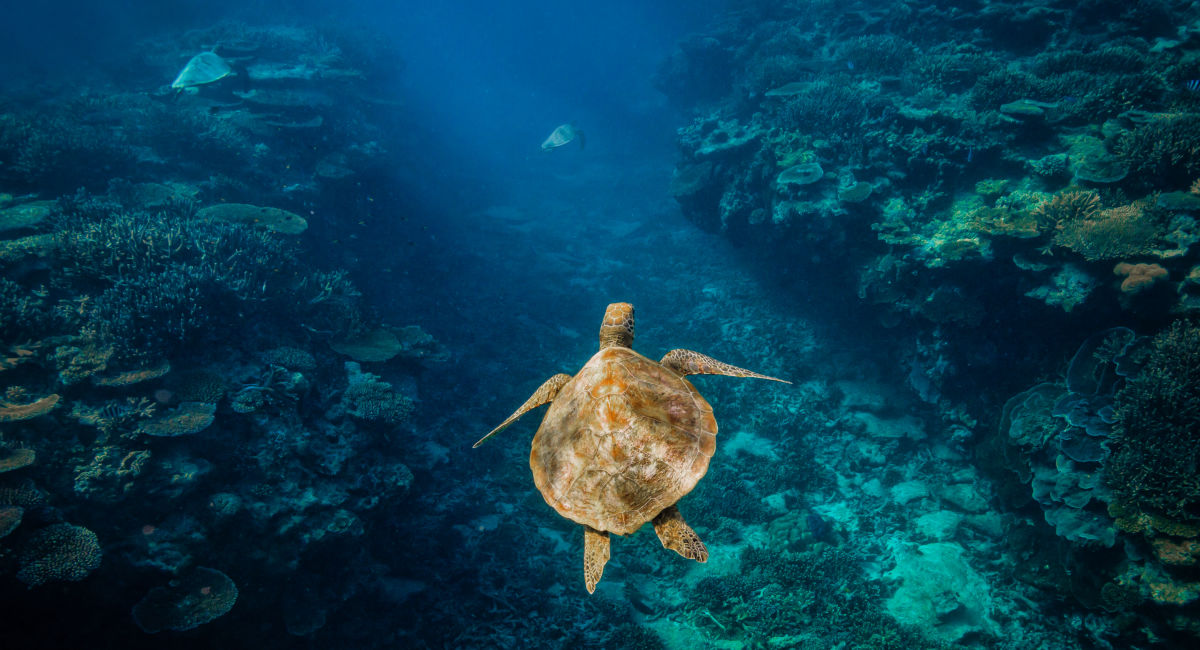 Unlocking the secrets of natural reef recovery - Great Barrier Reef ...