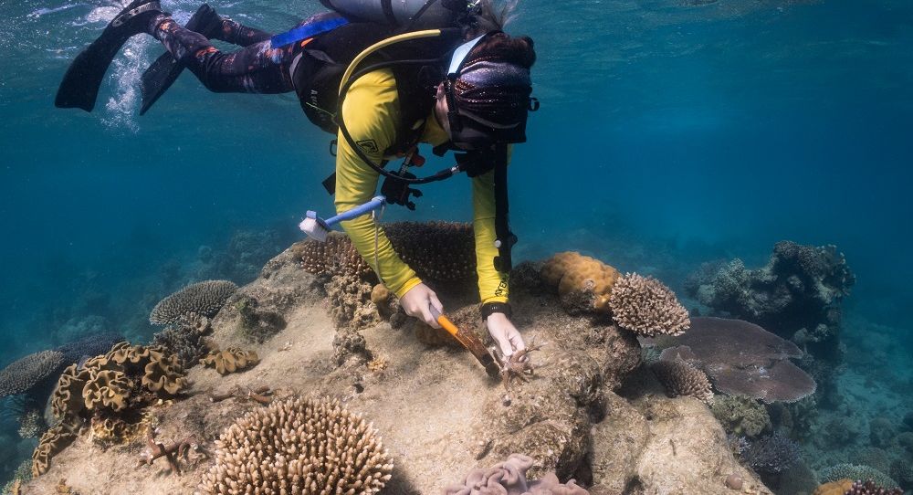 Qantas and Great Barrier Reef Foundation set up $10 million fund to ...
