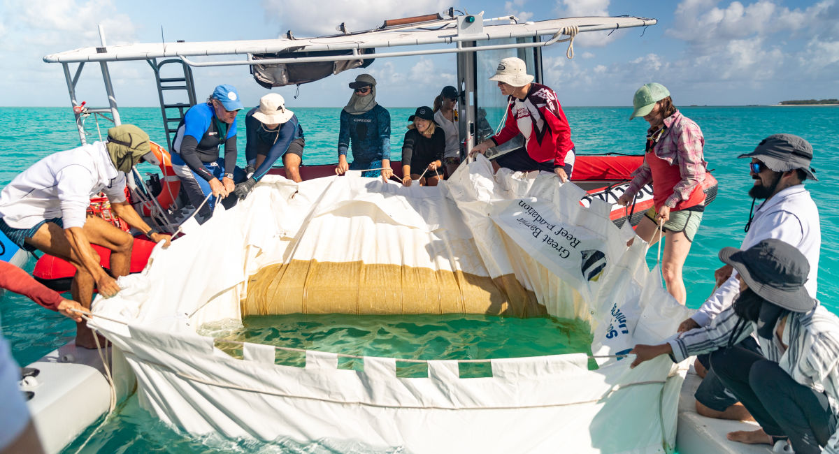 290m more baby corals to help restore and protect the Great Barrier Reef - Great Barrier Reef ...