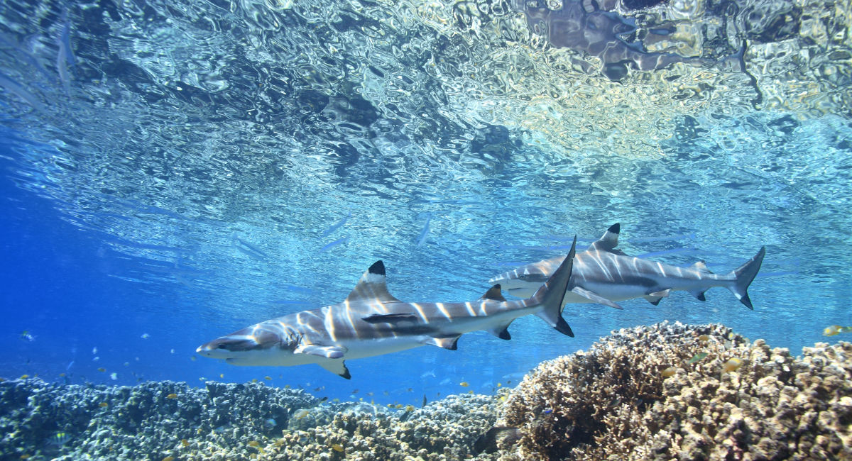 Sharks to be revered (not feared) - Great Barrier Reef Foundation