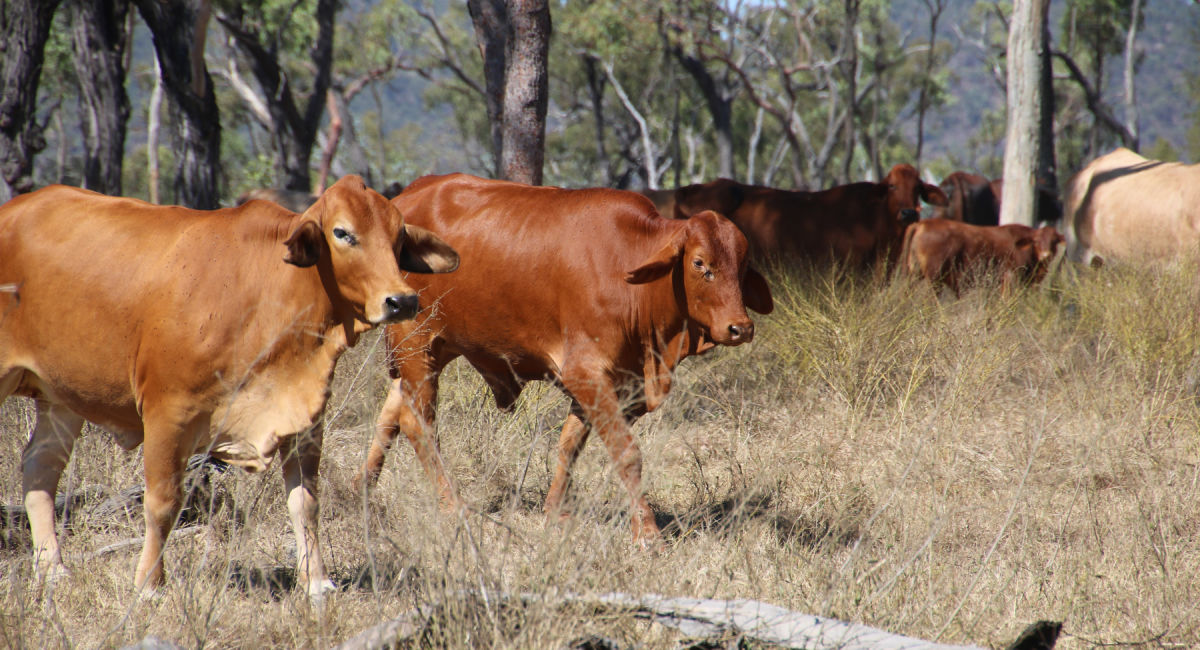Livestock management for improved land condition - Great Barrier Reef ...