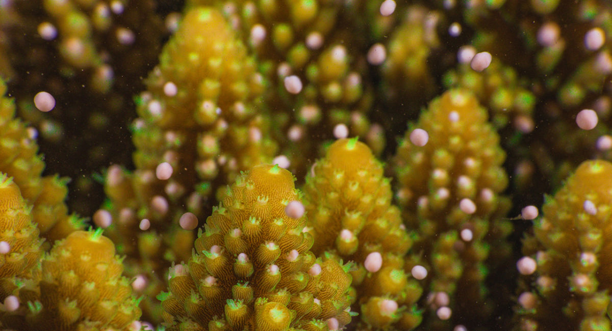 Coral spawning: why is it such a critical time for Reef recovery ...