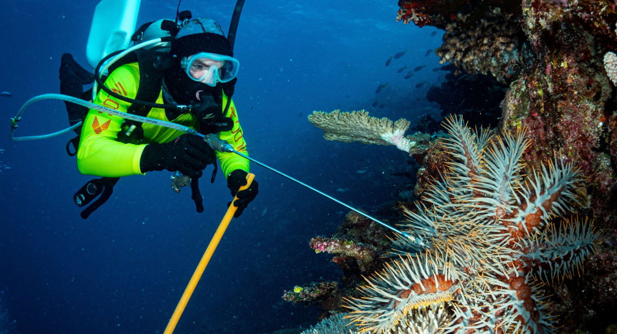 Protecting corals - Great Barrier Reef Foundation