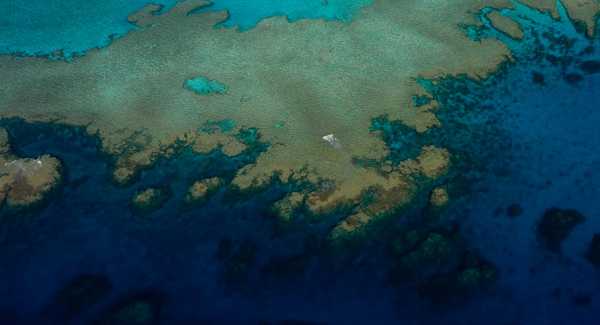 Your quick guide to the Reef Summer Snapshot - Great Barrier Reef ...