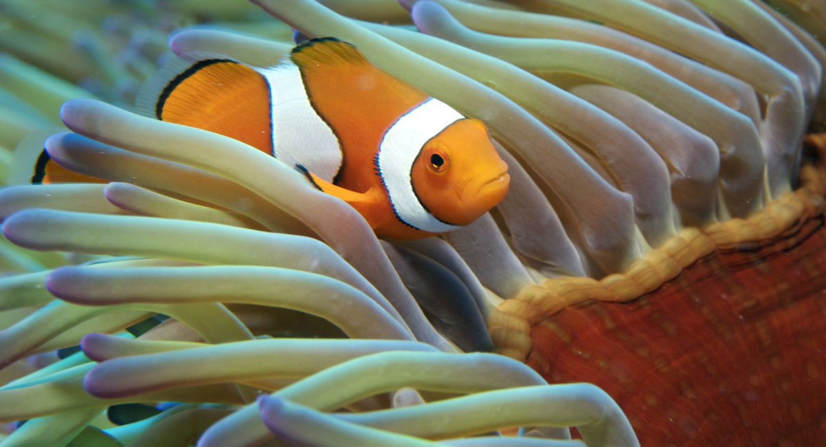 Nemo turns 20 - Great Barrier Reef Foundation