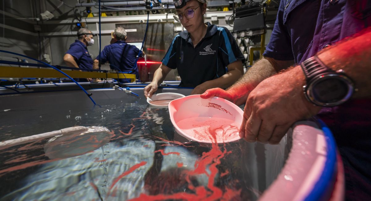 Mass coral breeding methods amidst raft of breakthroughs to protect ...