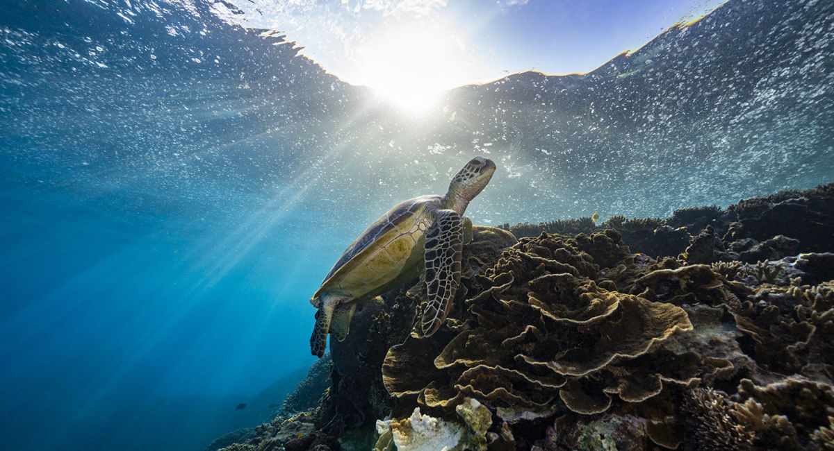 The Great Barrier Reef explained: size, species, threats and why it ...