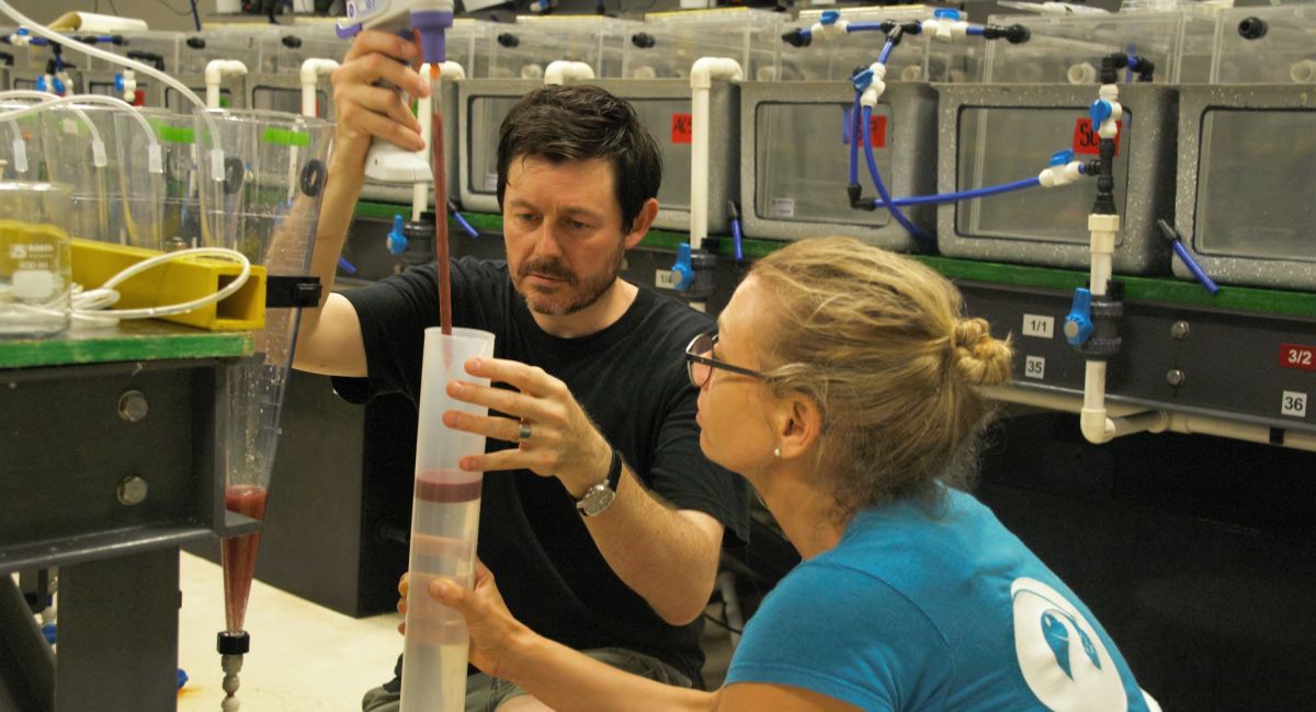 Frozen coral sperm successfully used in coral breeding trials - Great ...