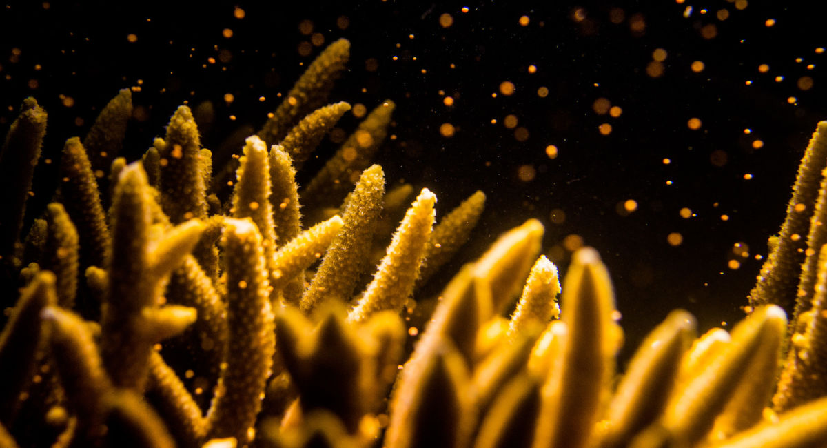 Reef Restoration and Adaptation Science - Great Barrier Reef Foundation