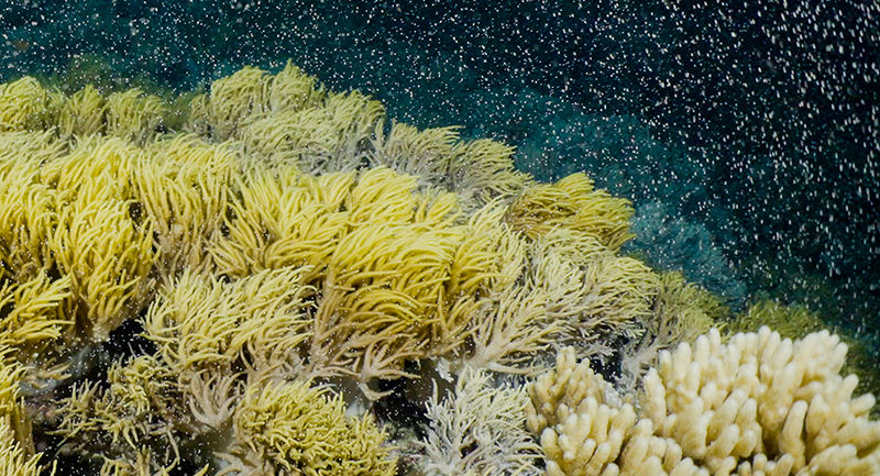 Coral spawning: what are the odds? - Great Barrier Reef Foundation