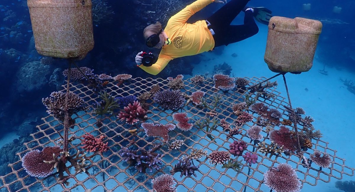 Assisted local reef recovery & care - Great Barrier Reef Foundation