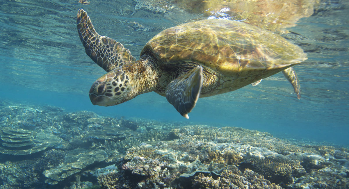 Your actions can help; 5 ways the help save the Great Barrier Reef ...