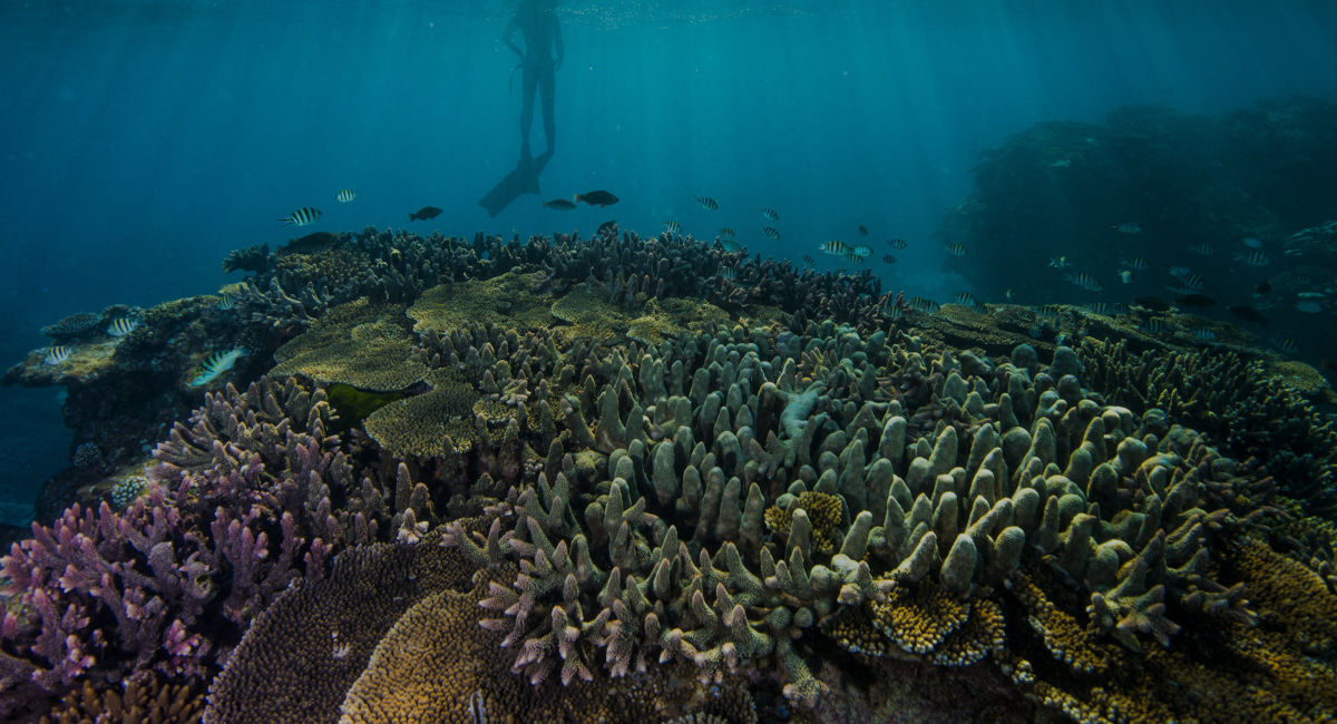 Great Barrier Reef Foundation - Great Barrier Reef Foundation