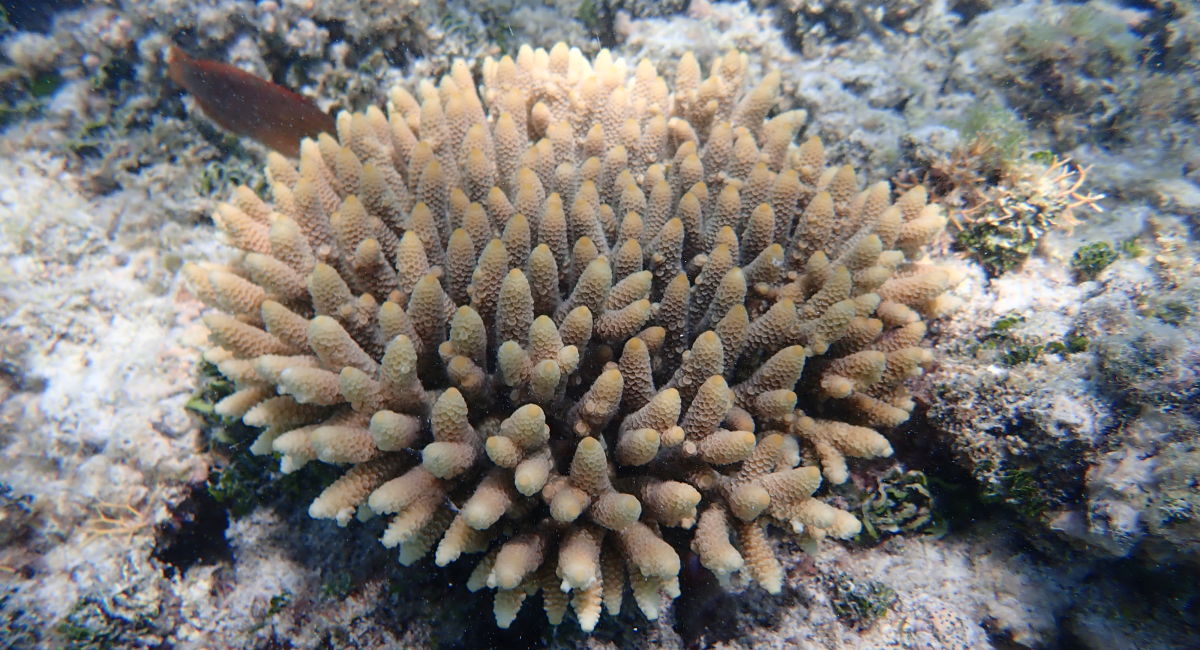 Coral IVF babies breed for first time ever on the Reef - Great Barrier ...