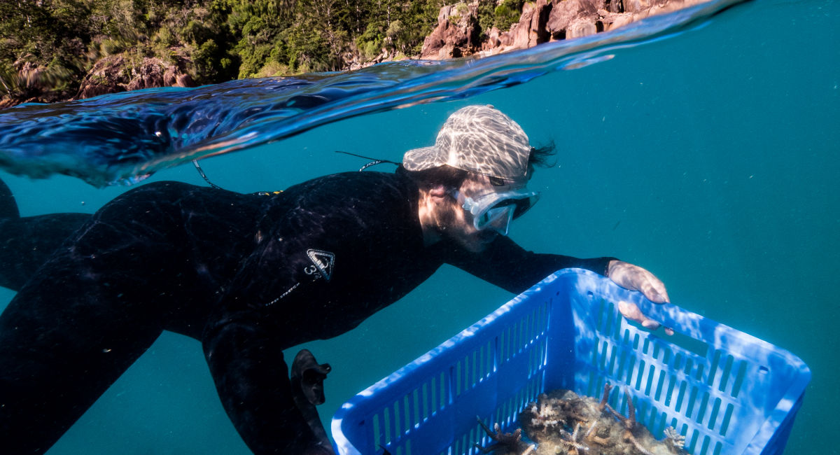 $2.4m for Reef-saving projects in the Whitsundays - Great Barrier Reef ...