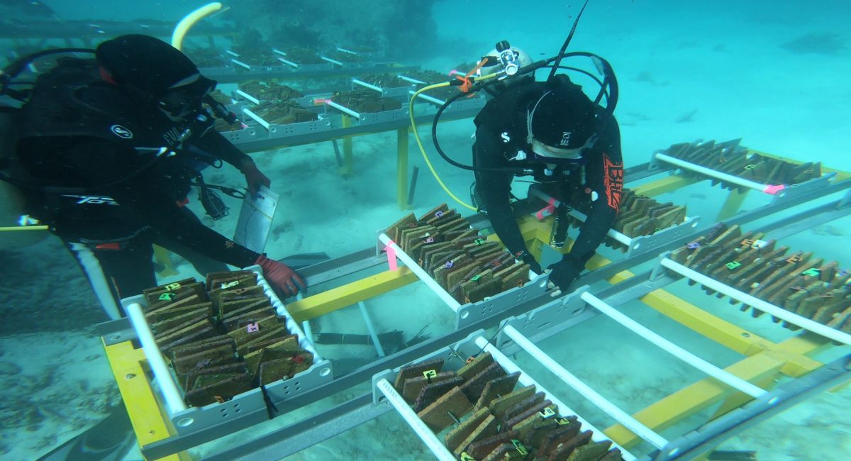 Next generation corals undergo first field tests on the Great Barrier ...