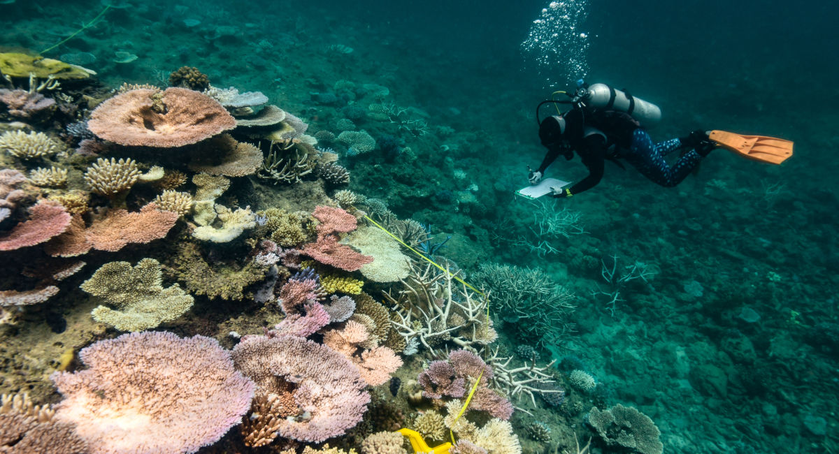 Report confirms Great Barrier Reef has suffered worst summer on record ...