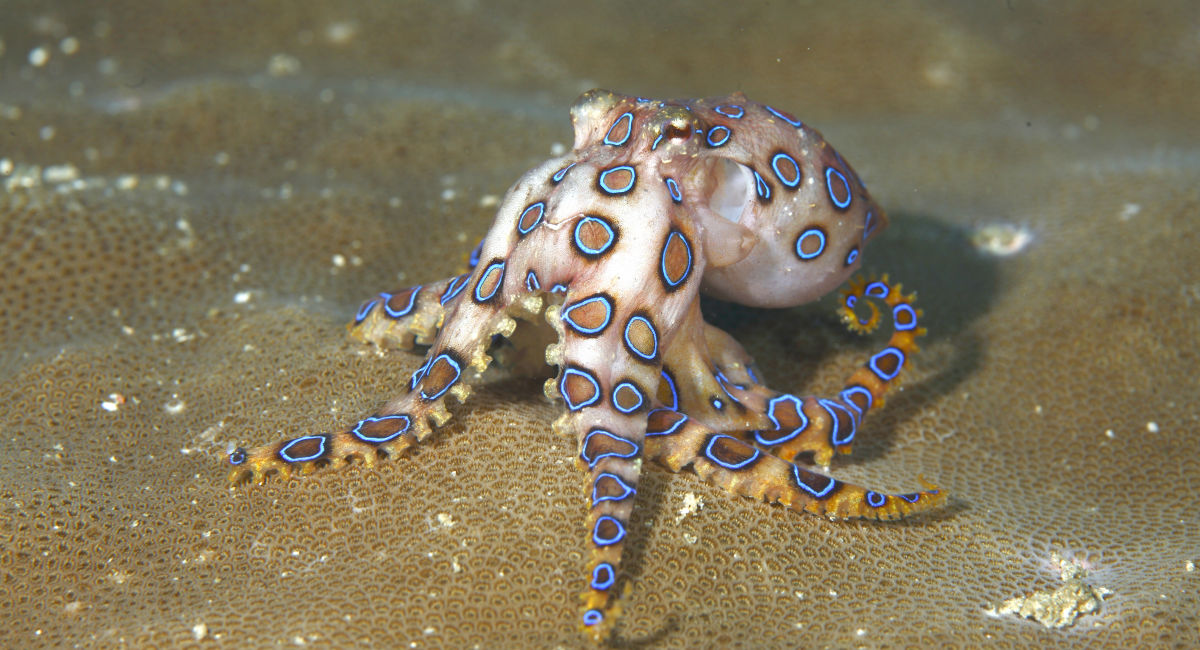 Blue-Ringed Octopus Facts - Great Barrier Reef Foundation