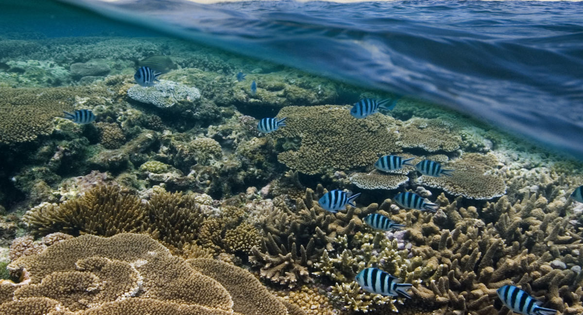 Reef Islands Initiative - Great Barrier Reef Foundation - Great Barrier ...