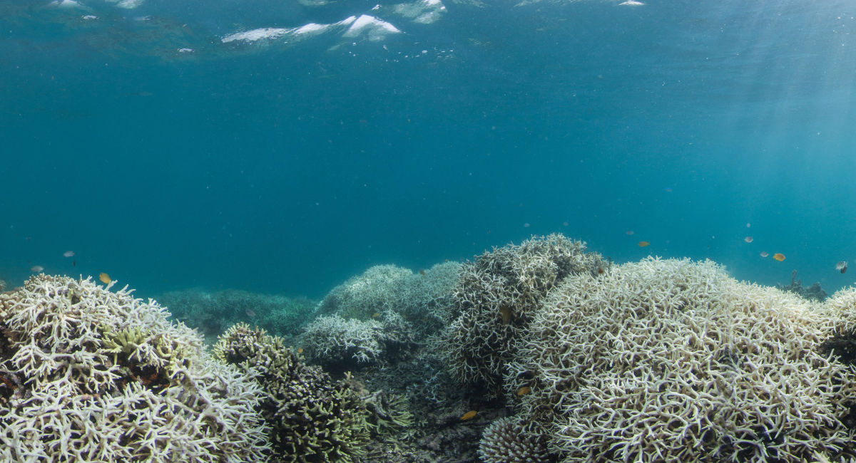 Great Barrier Reef faces most widespread bleaching on record - Great ...
