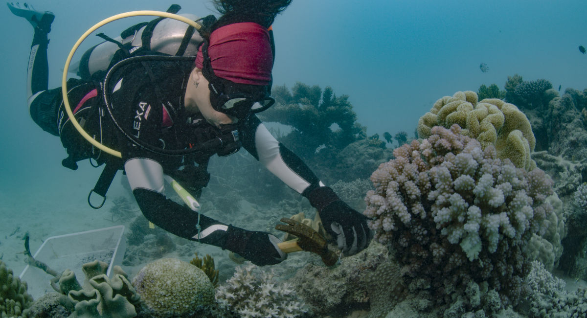 $111 million for Reef-saving projects this year - Great Barrier Reef ...