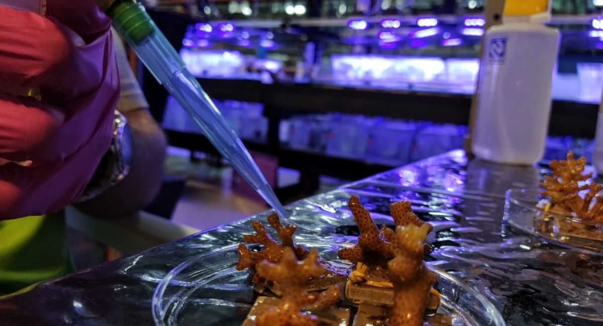 What are coral probiotics? - Great Barrier Reef Foundation