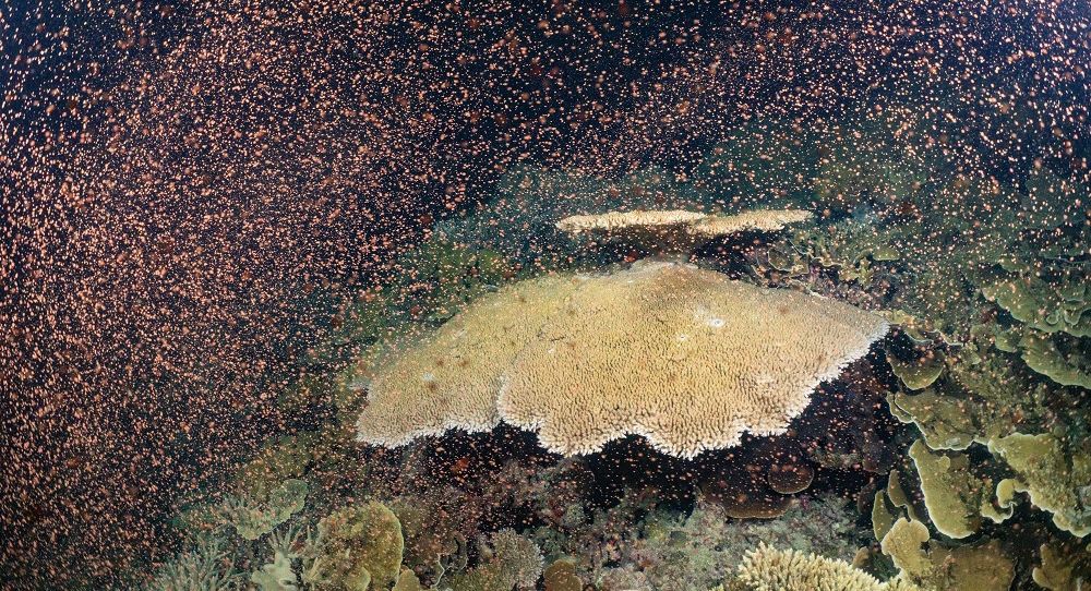 Coral spawning: All hands on deck for the Great Barrier Reef baby boom ...