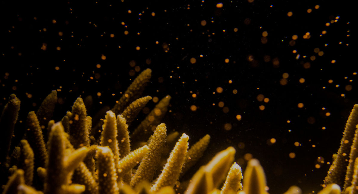 What is coral spawning? - Great Barrier Reef Foundation