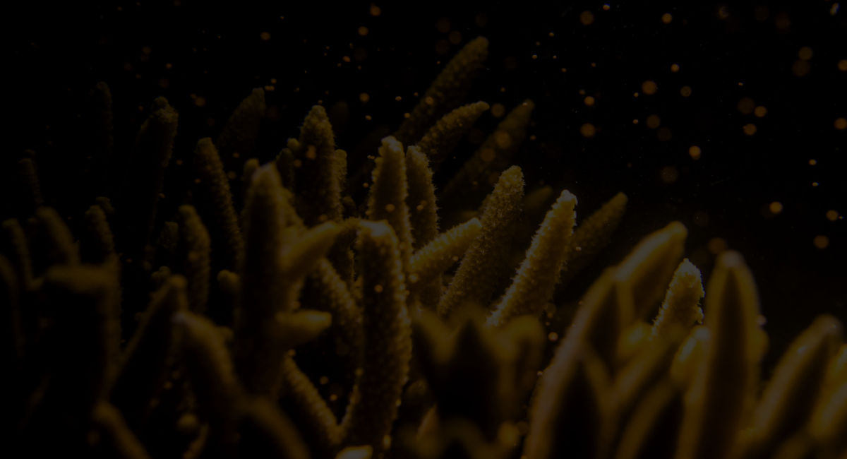 What is coral spawning? - Great Barrier Reef Foundation