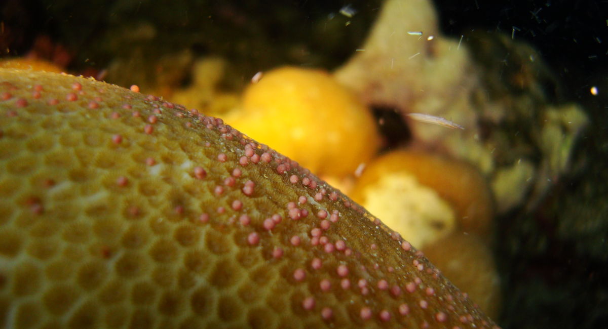 Decoding the Reef leads to world first - Great Barrier Reef Foundation