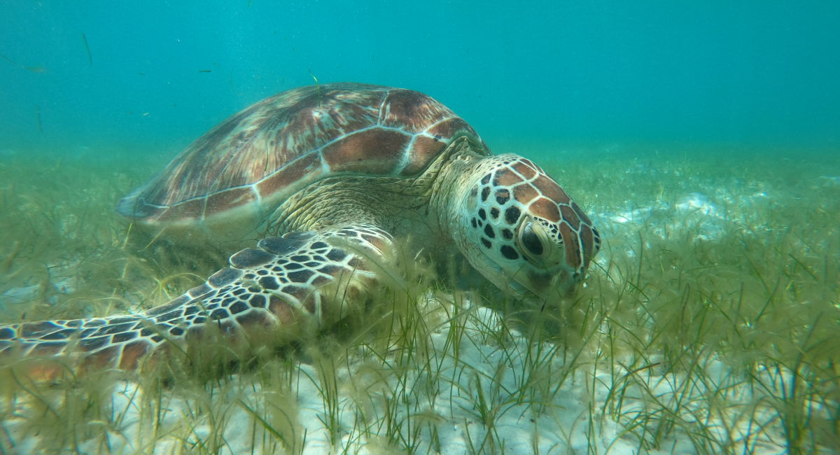 First-of-its-kind project aims to bring tropical seagrass meadows back ...