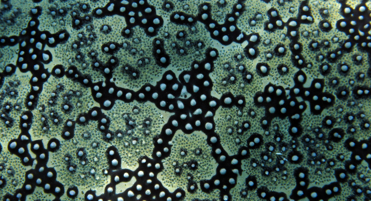 Cookies Policy - Great Barrier Reef Foundation