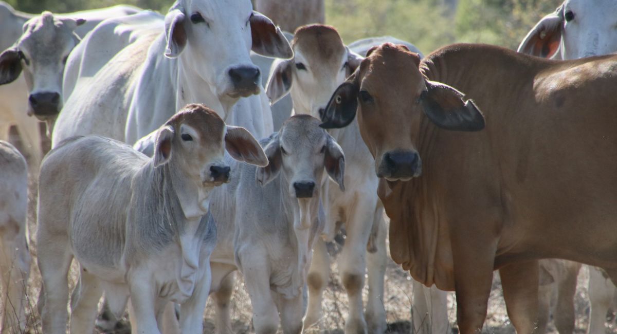 Improved Grazing Management in the Burdekin - Great Barrier Reef Foundation
