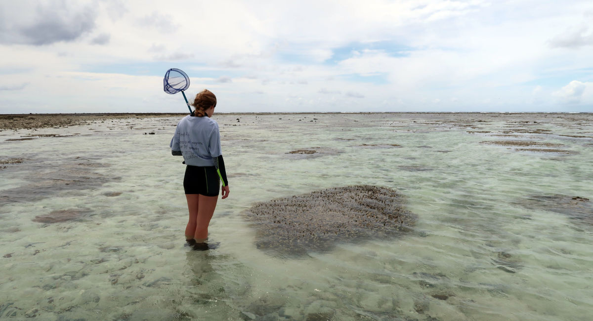 Latest News from the Leaf to Reef Research Team - Great Barrier Reef ...