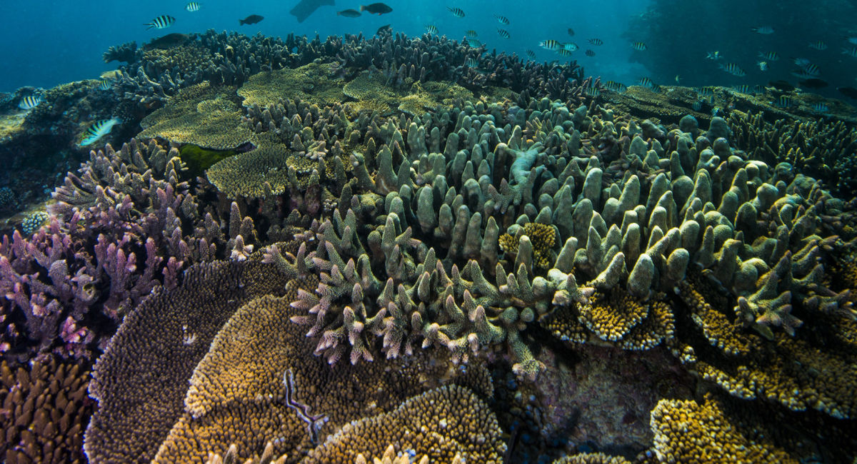 Great Barrier Reef Foundation - Great Barrier Reef Foundation