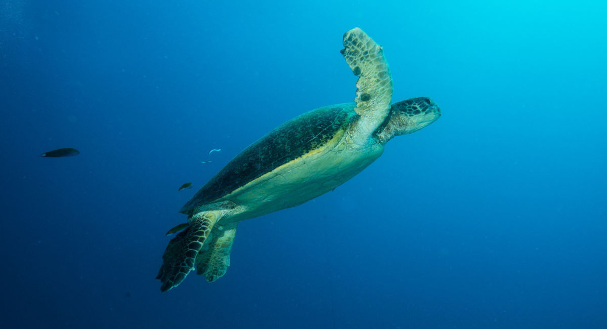 Turtles tracked on Raine Island to further protect species - Great ...