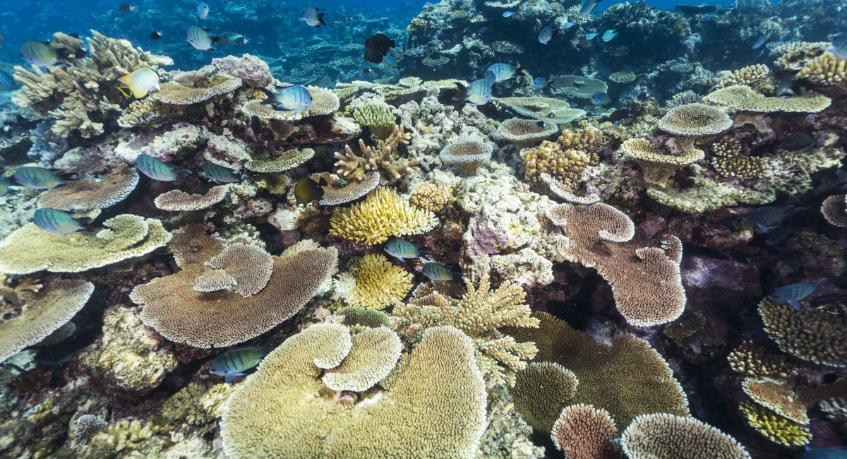 L’Oréal and the Great Barrier Reef Foundation kickstart global reef ...