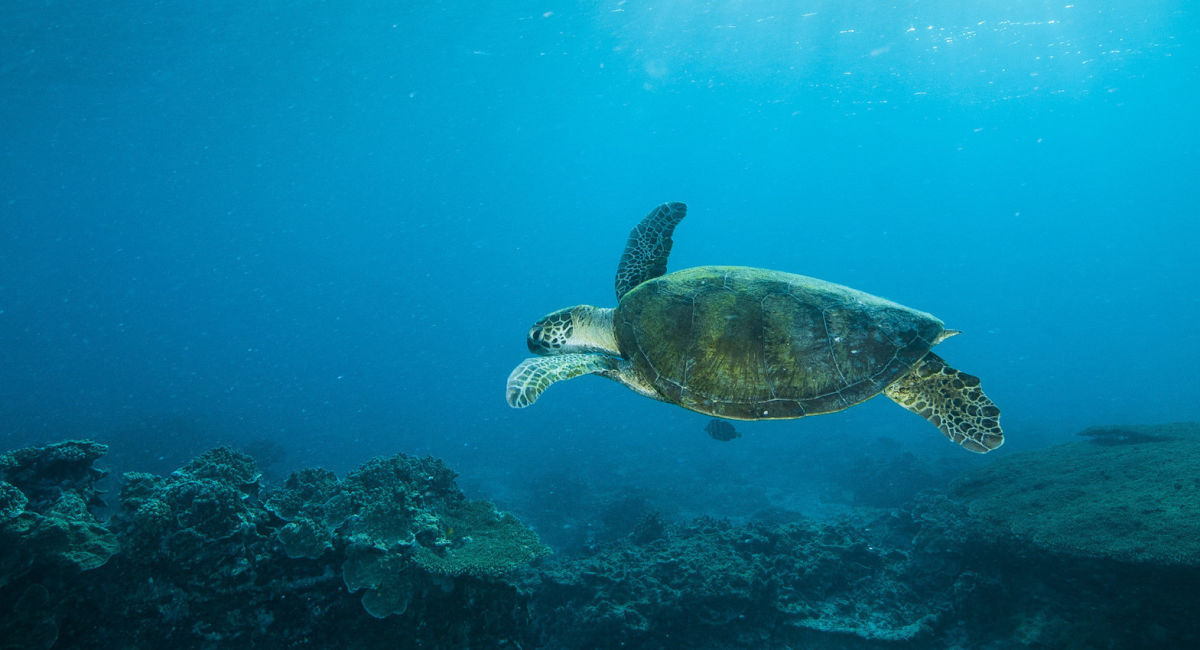 You Can Help - Great Barrier Reef Foundation - Great Barrier Reef ...