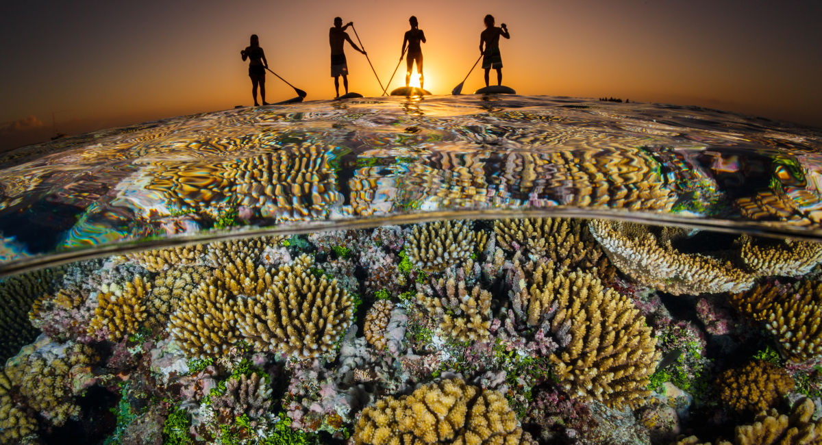 Dispatch from Resilient Reefs - Great Barrier Reef Foundation